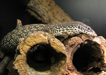 巨蜥科 Varanidae 蓝色动物学